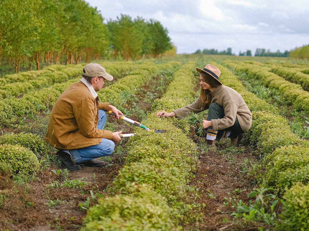 ¿Qué es la visa H2A? | Immigration Lawyer - Genova Law